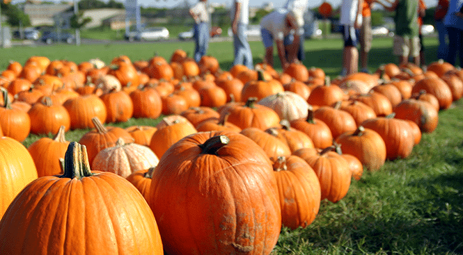 Pumpkin Patch Nevada Ia - blogseternal