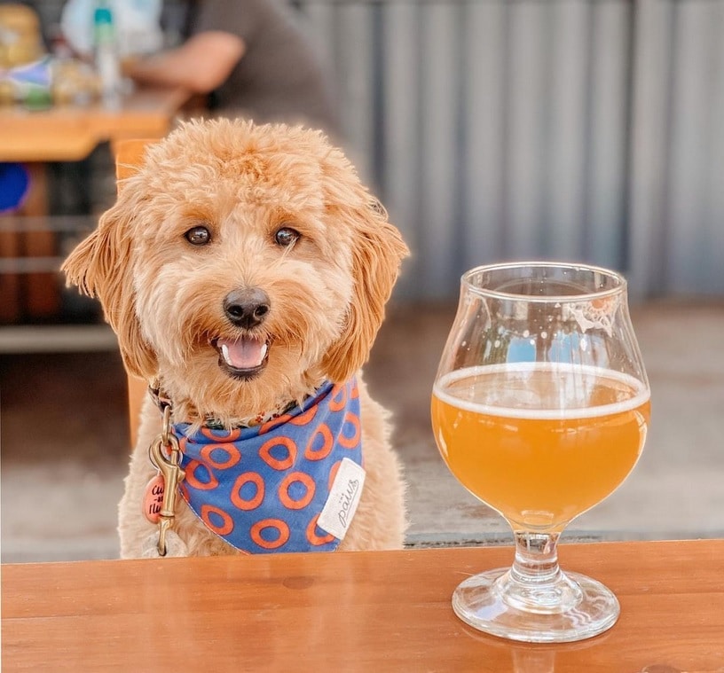 Meet the Dogs of Fieldwork Brewing Bay Meadows at Bay Meadows: San Mateo